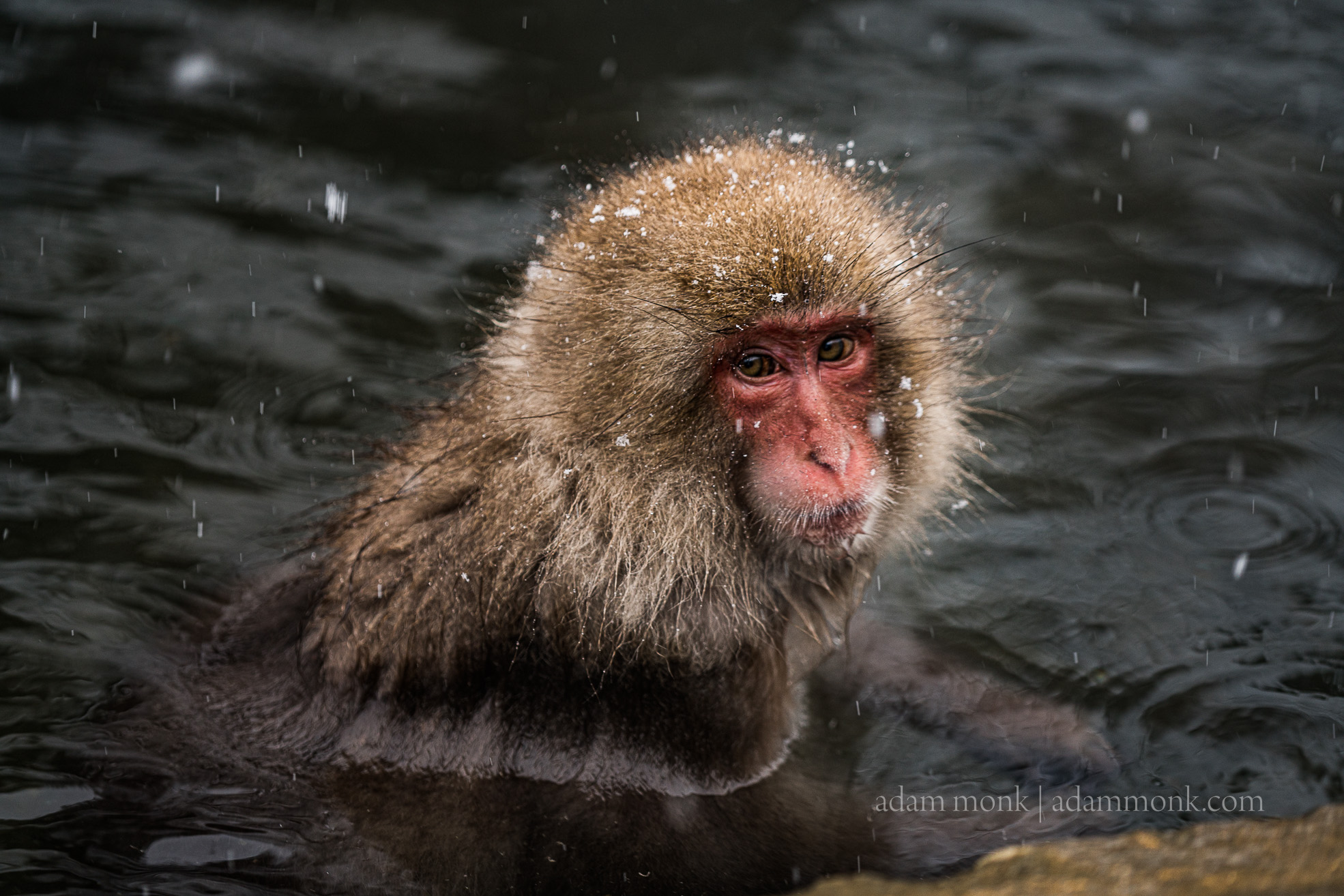 Japan Winter Photo Tour